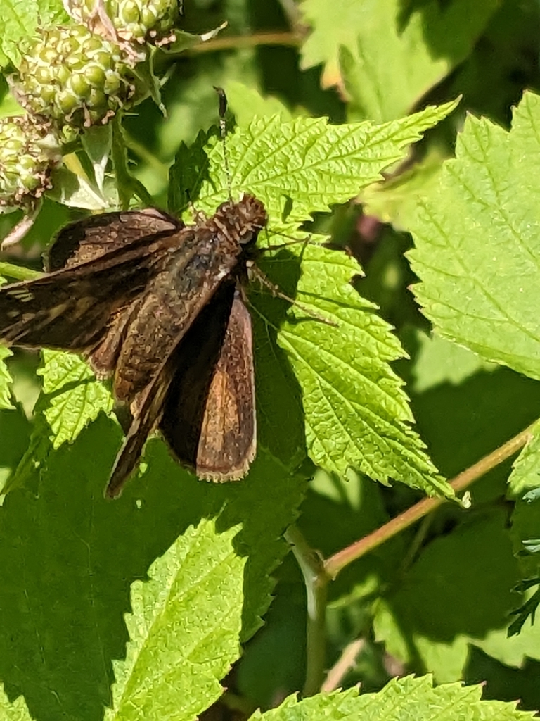 Zabulon Skipper from Canaan Heights, WV 26260, USA on June 13, 2023 at ...