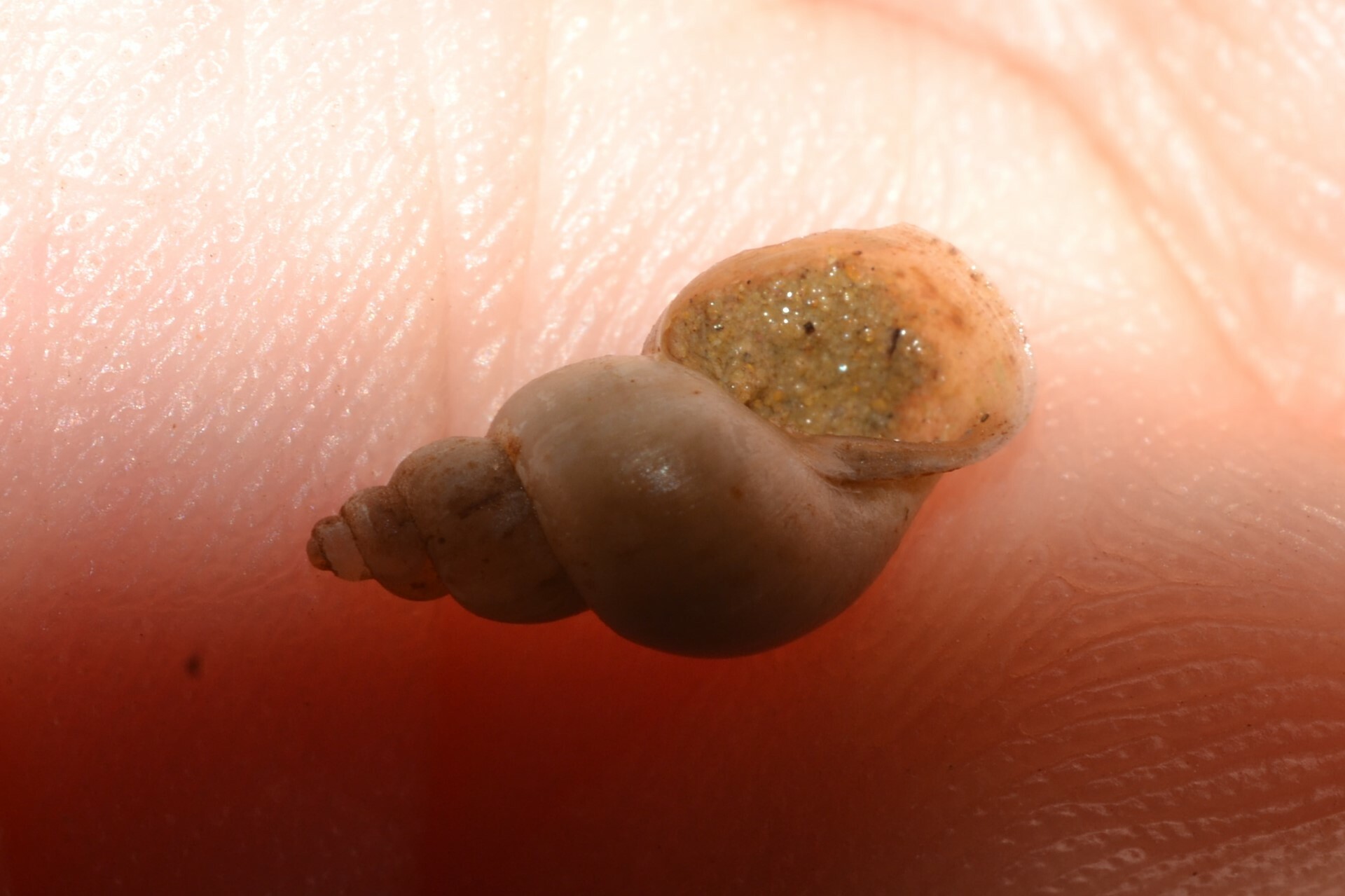 Galba truncatula (O.F.Müller, 1774)