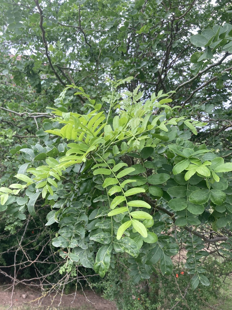Caspian locust from Şuvi yolu, Азербайджан, AZ on June 13, 2023 at 03: ...