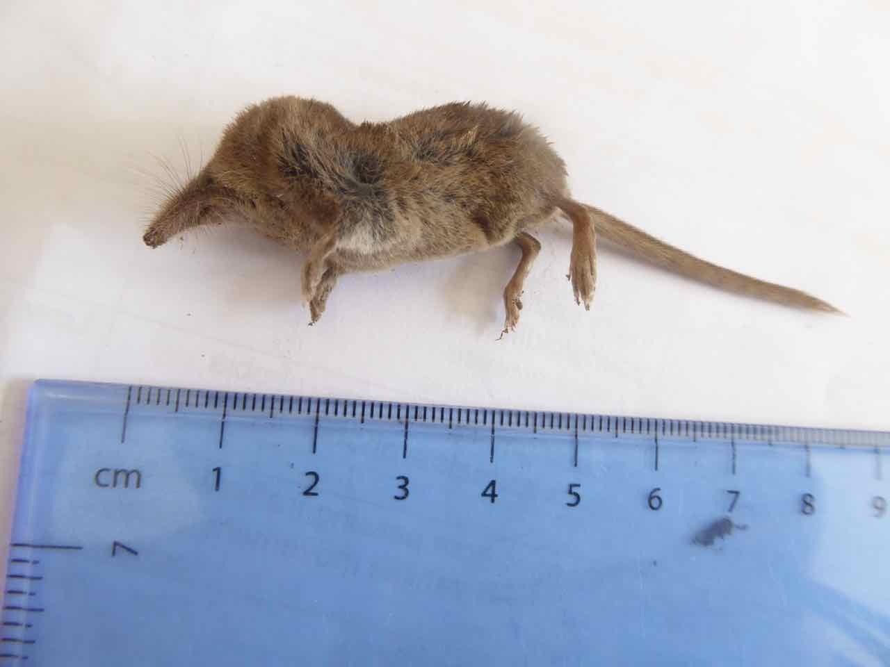 Sorex minutus Linnaeus, 1766