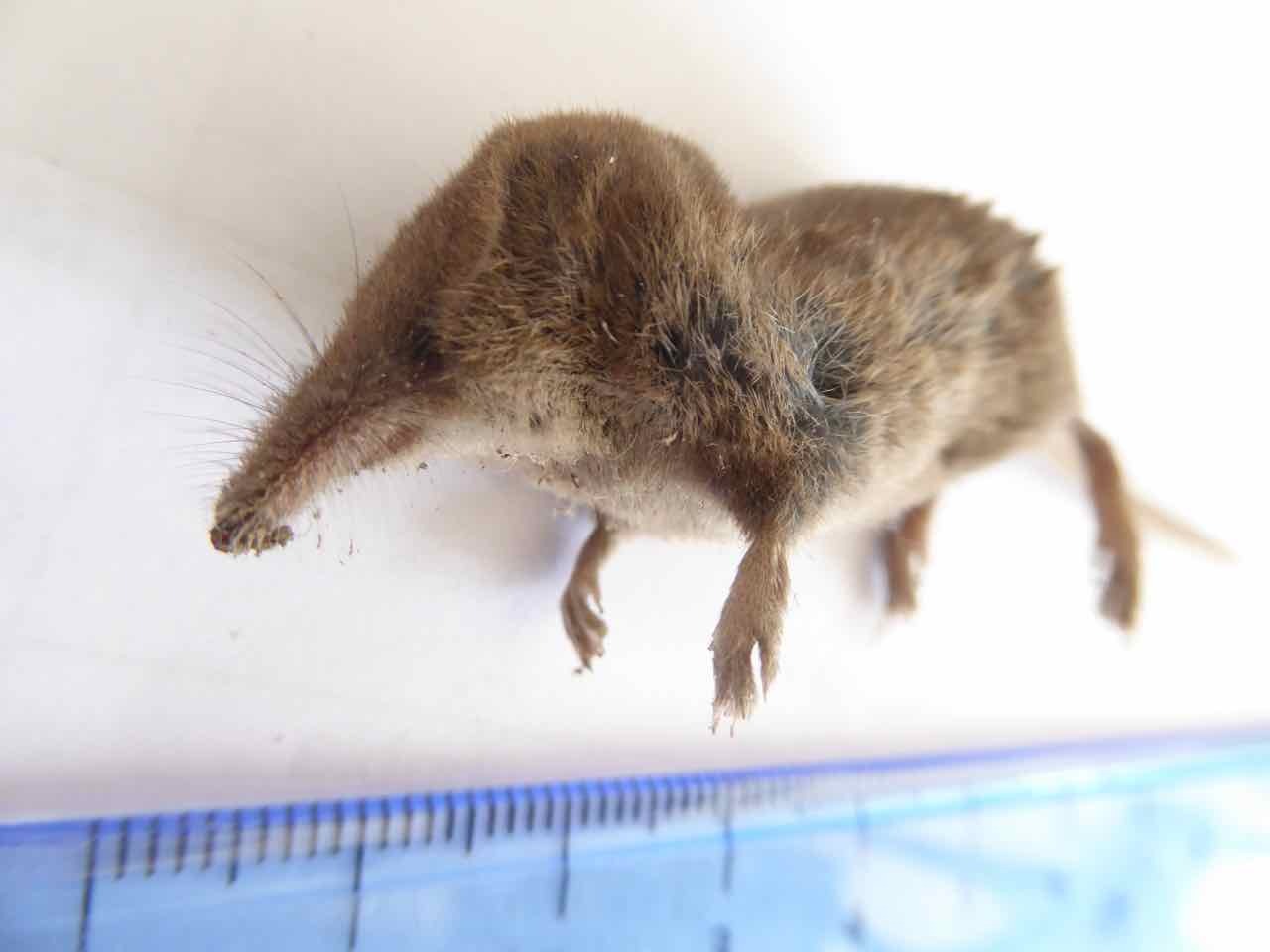 Sorex minutus Linnaeus, 1766