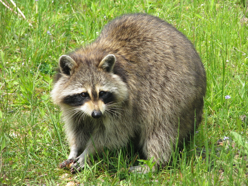 Common Raccoon from New Maryland, NB E3C, Canada on June 13, 2023 by ...