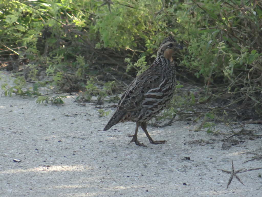Codorniz yucateca (Aves del Instituto Tecnológico de Conkal) · iNaturalist