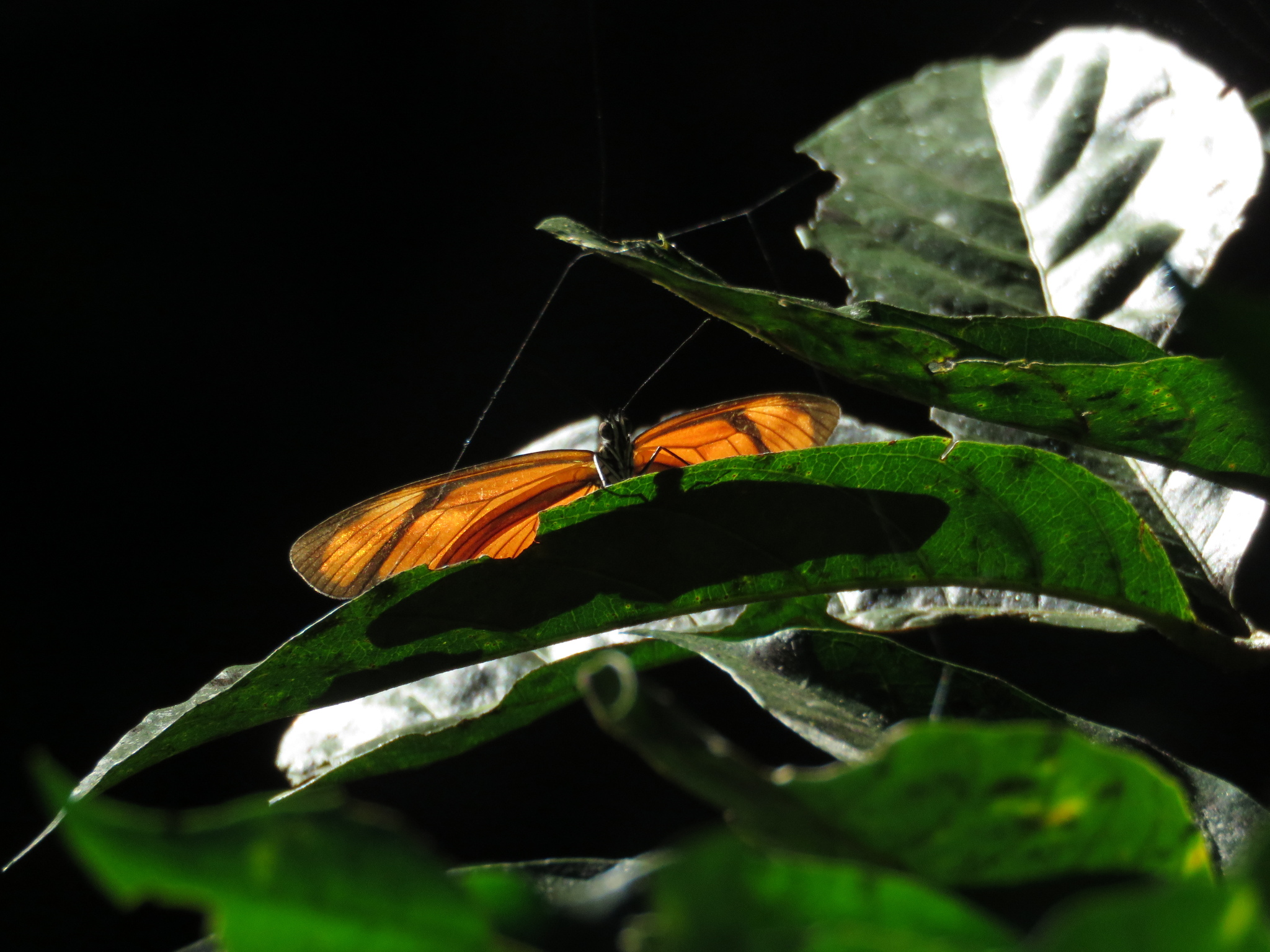 Eueides aliphera (Godart, 1819)