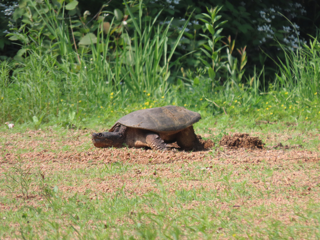 Common Snapping Turtle from Portage County, WI, USA on June 4, 2023 at ...