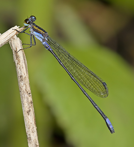 Argia acridens · iNaturalist