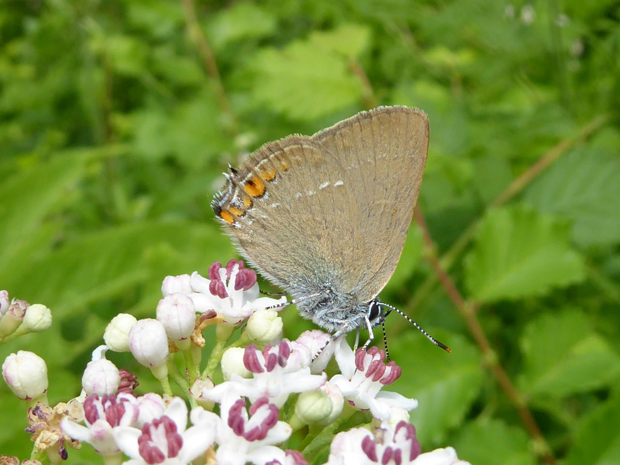 Satyrium acaciae (Fabricius, 1787)