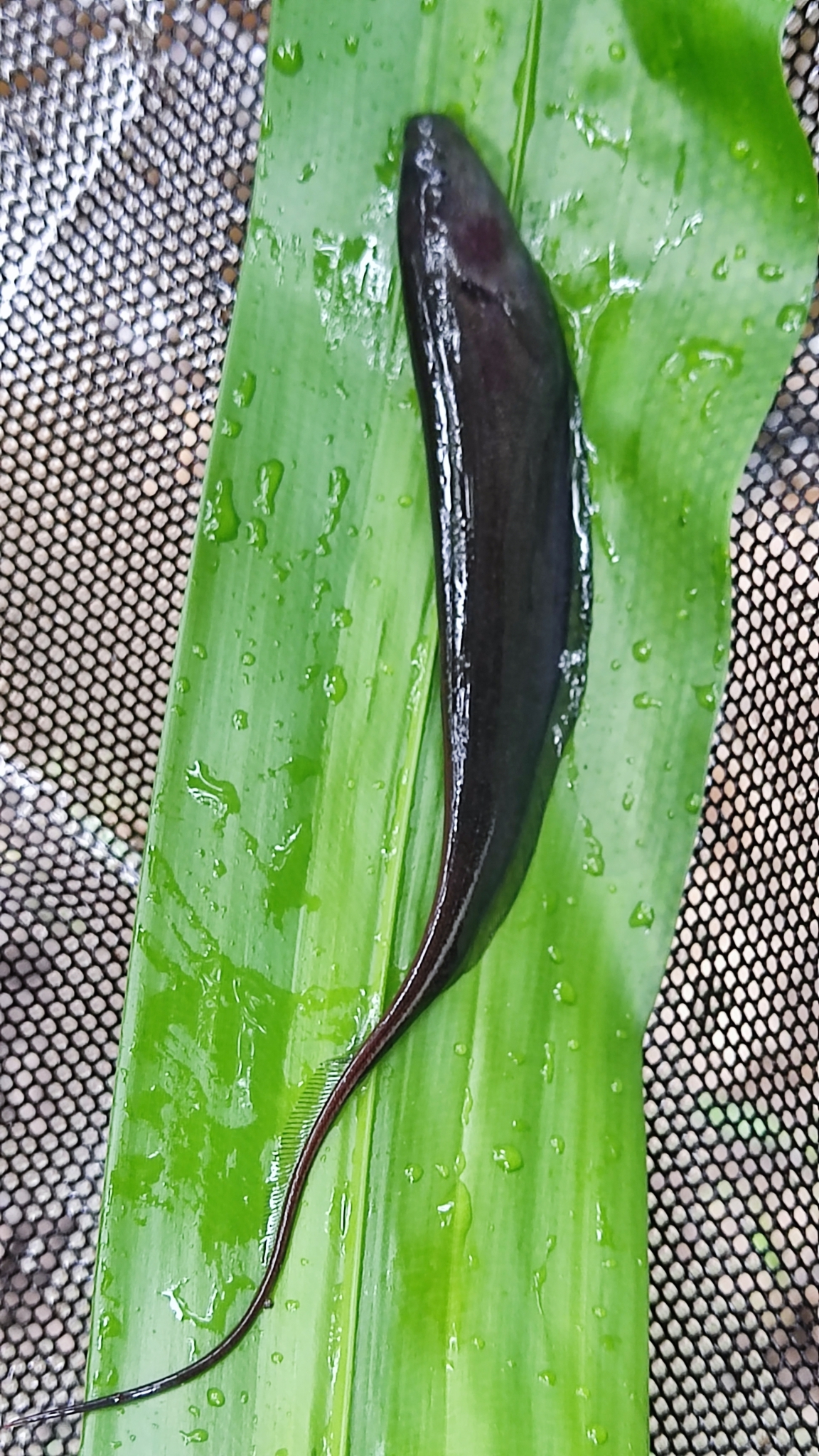 Sternopygus macrurus (Bloch & Schneider, 1801)