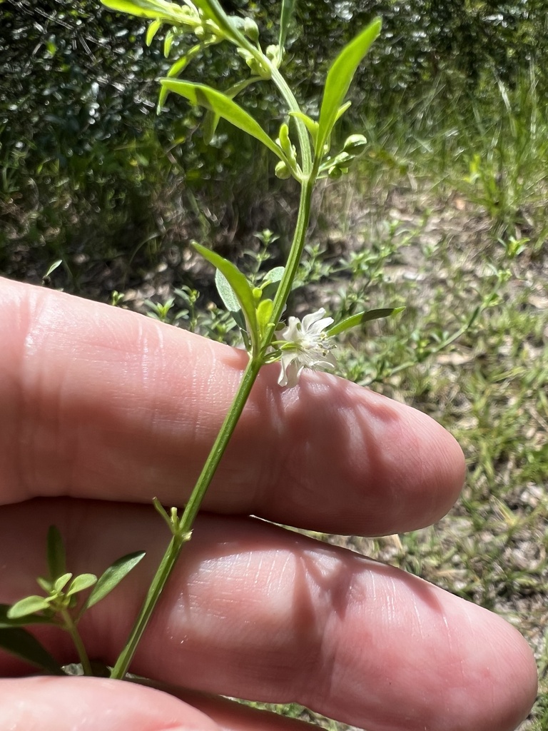 licorice weed from SE Mariposa Ave, Port Saint Lucie, FL, US on June 13 ...