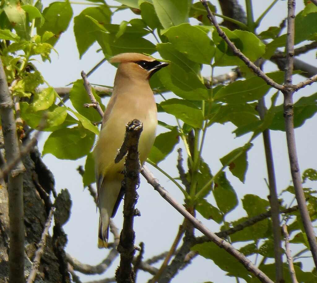 Cedar Waxwing from Goodridge Corners, Edmonton, AB T6V, Canada on June ...