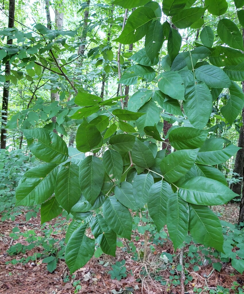 red ash from Dekalb County, GA, USA on June 12, 2023 at 12:02 PM by ...