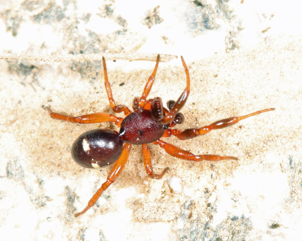 Two-spotted Cobweb Spider from Hall st. power line, Dunstable, MA 01827 ...