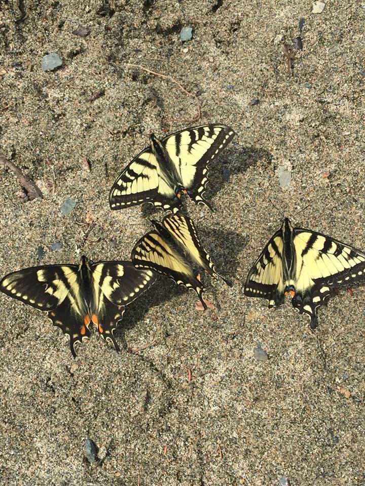 Canadian Tiger Swallowtail from Plage du lac Cavan, Nord-du-Québec, QC ...