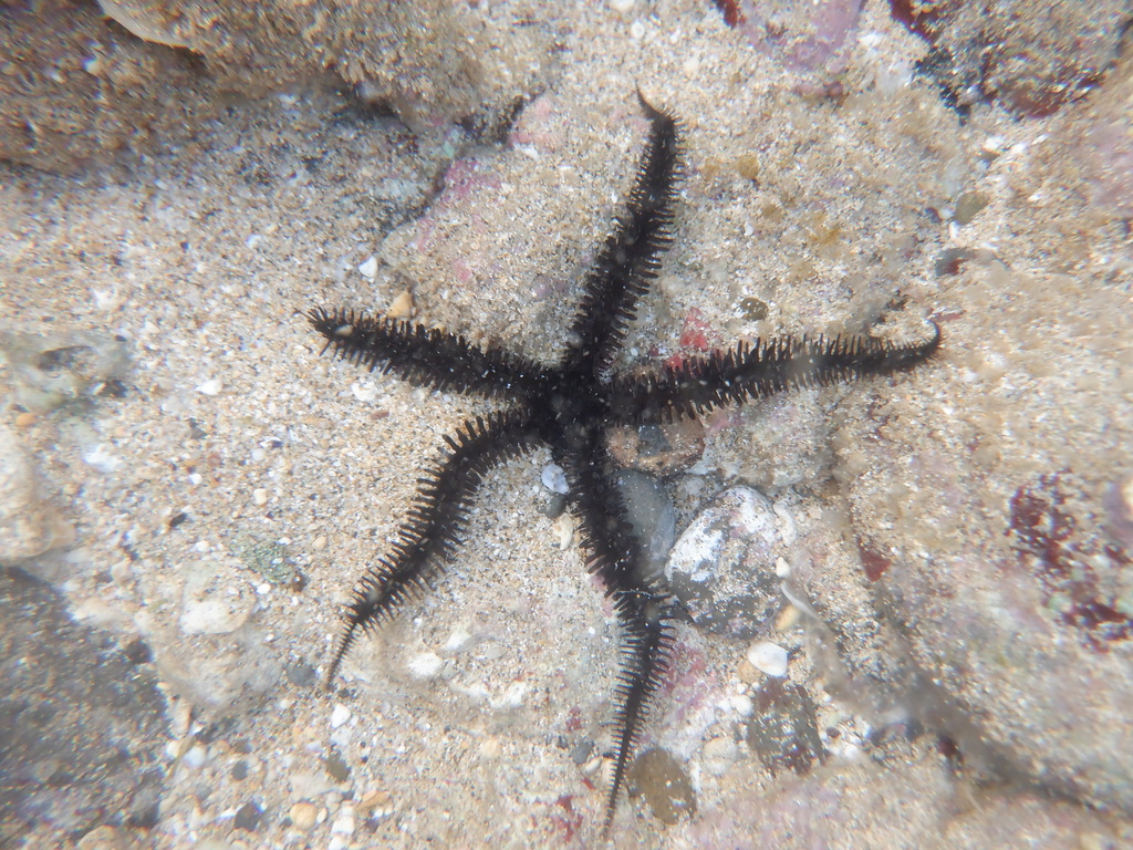 Ophiocoma erinaceus from North Pacific Ocean, Napili-Honokowai, HI, US ...
