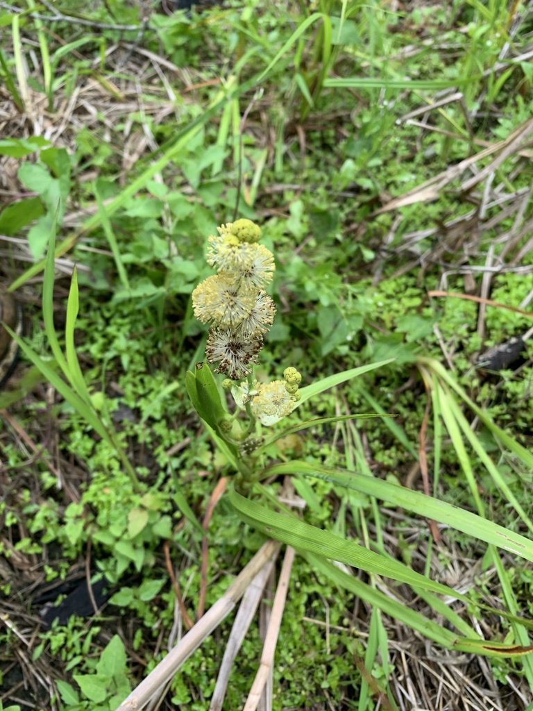 big bur-reed from Ward Pound Ridge Reservation, South Salem, NY, US on ...
