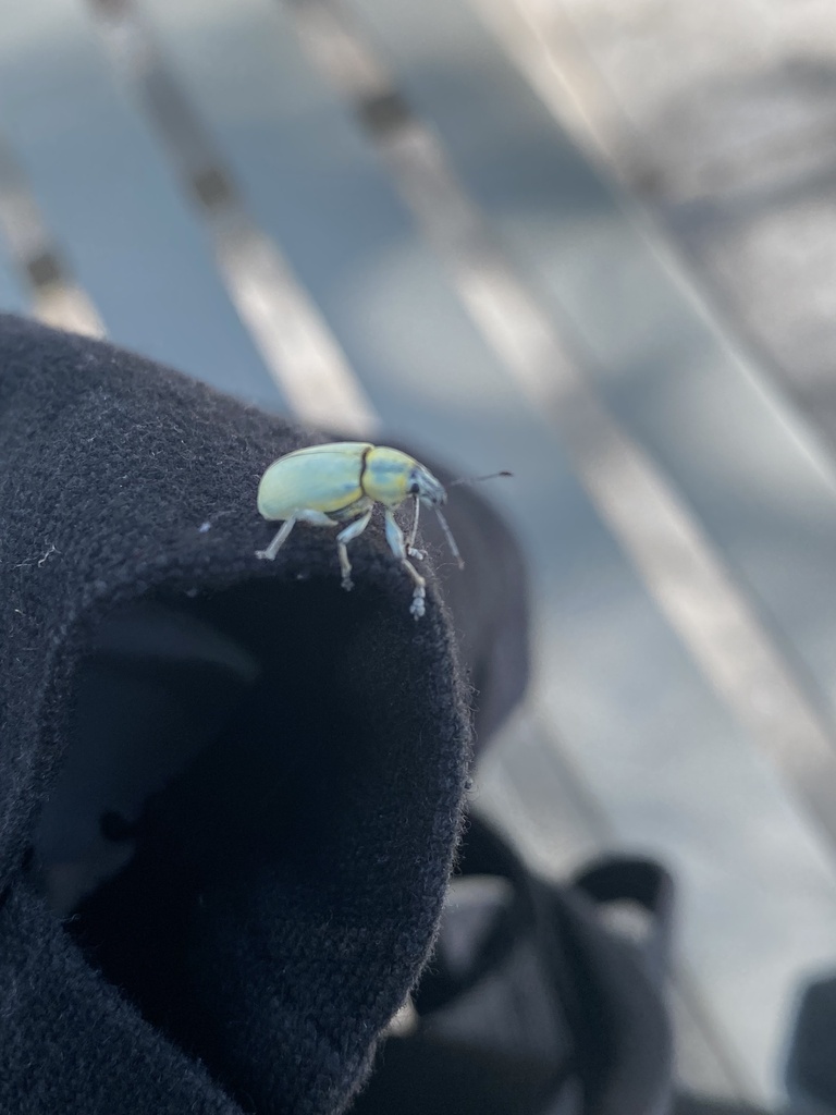 Blue-Green Citrus Root Weevil from University of South Florida, Tampa ...
