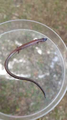Trinidad Worm Lizard (Bachia trinitatis) · iNaturalist