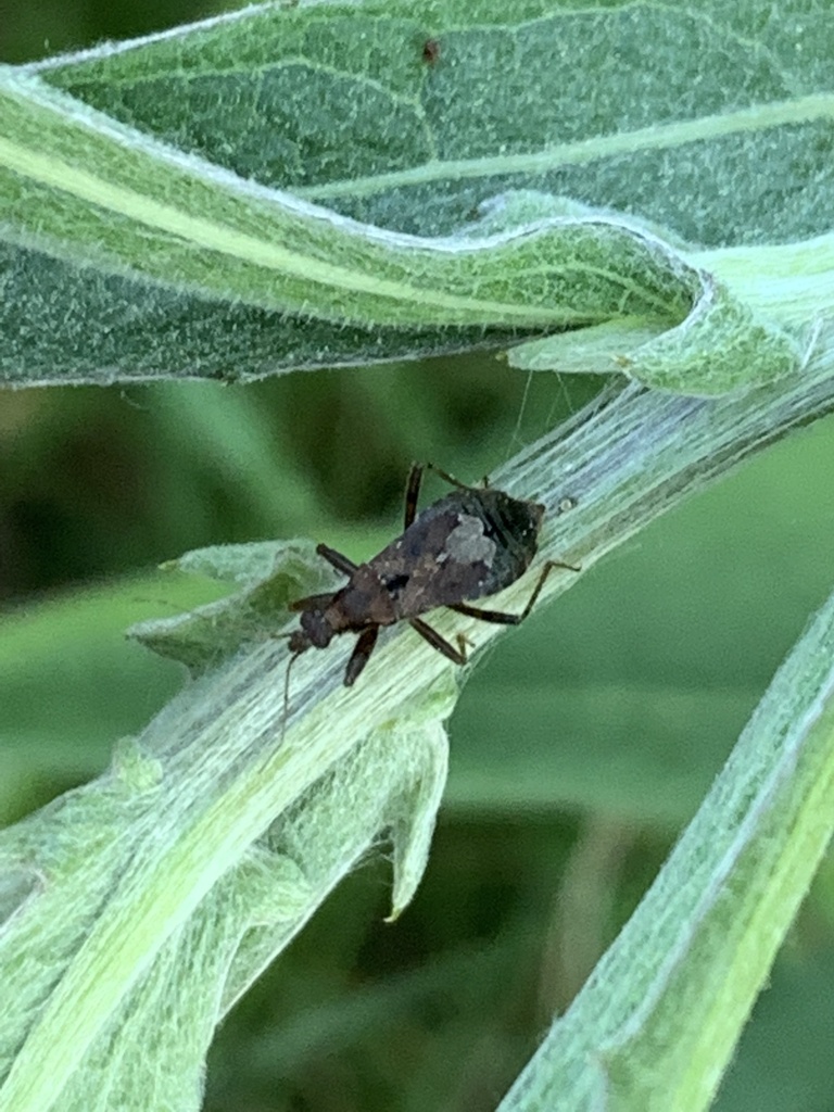 Ant Damselbug from Breckland Forest, Brandon, England, GB on June 13 ...