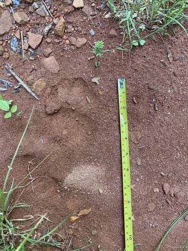 Black Bear Tracks – NatureTracking