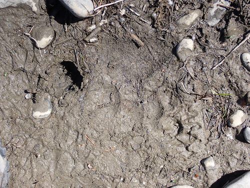 Black Bear Tracks – NatureTracking