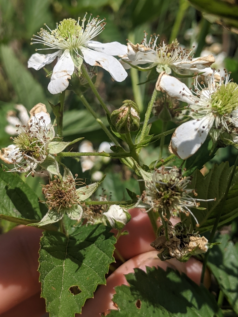 Big Horseshoe Lake bristleberry (Rubus of Minnesota) · iNaturalist