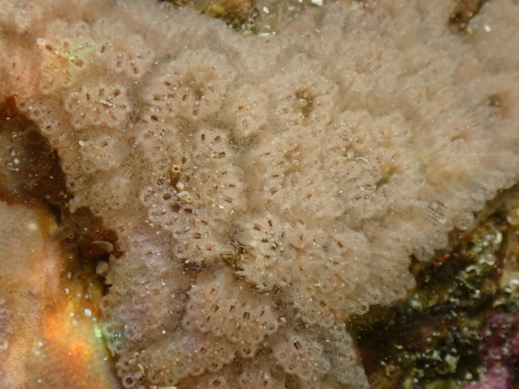 ladder ascidian from Ecrehous, Jersey on June 11, 2023 at 07:56 PM by ...