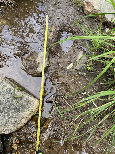 Black Bear Tracks – NatureTracking