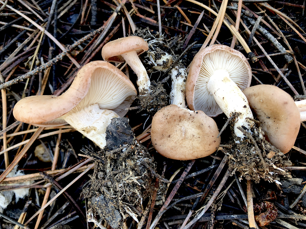 Clitocybe albirhiza from Douglas, Colorado, United States on June 12 ...