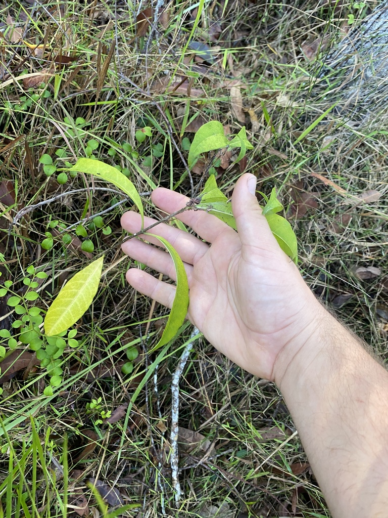Banana Bush from Pomona, QLD, AU on June 13, 2023 at 08:52 AM by ...