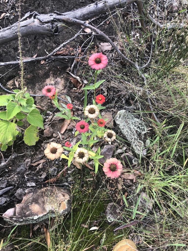 Peruvian zinnia from Carneys Creek, QLD, AU on January 24, 2022 at 02: ...