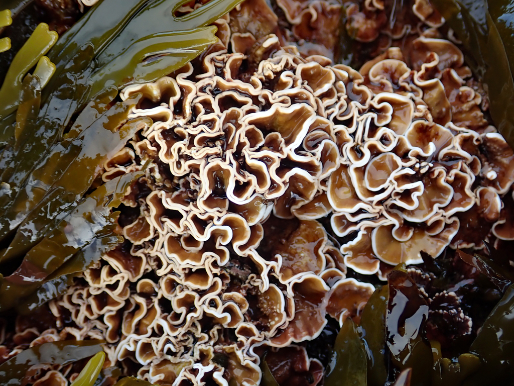 coralline algae (Corallinaceae) - Botanical Realm