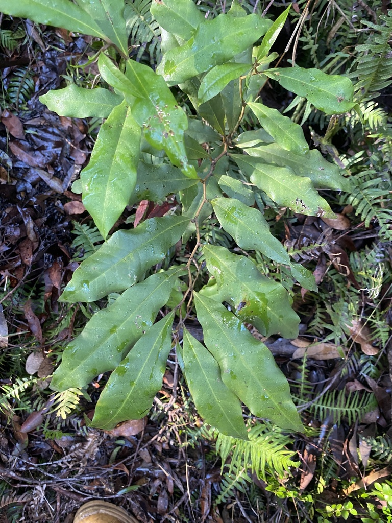 plants from Pomona, QLD, AU on June 13, 2023 at 09:00 AM by Michael ...