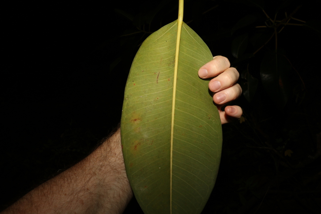 Moreton Bay fig (Ficus macrophylla) - Botanical Realm