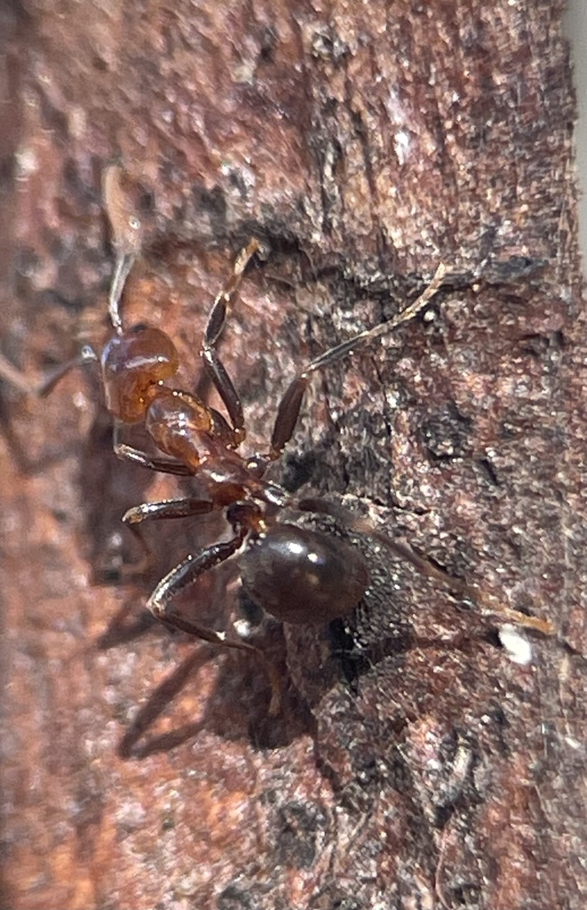 Papyrius from Dotswood, QLD, AU on June 14, 2023 at 08:46 AM by suecee ...