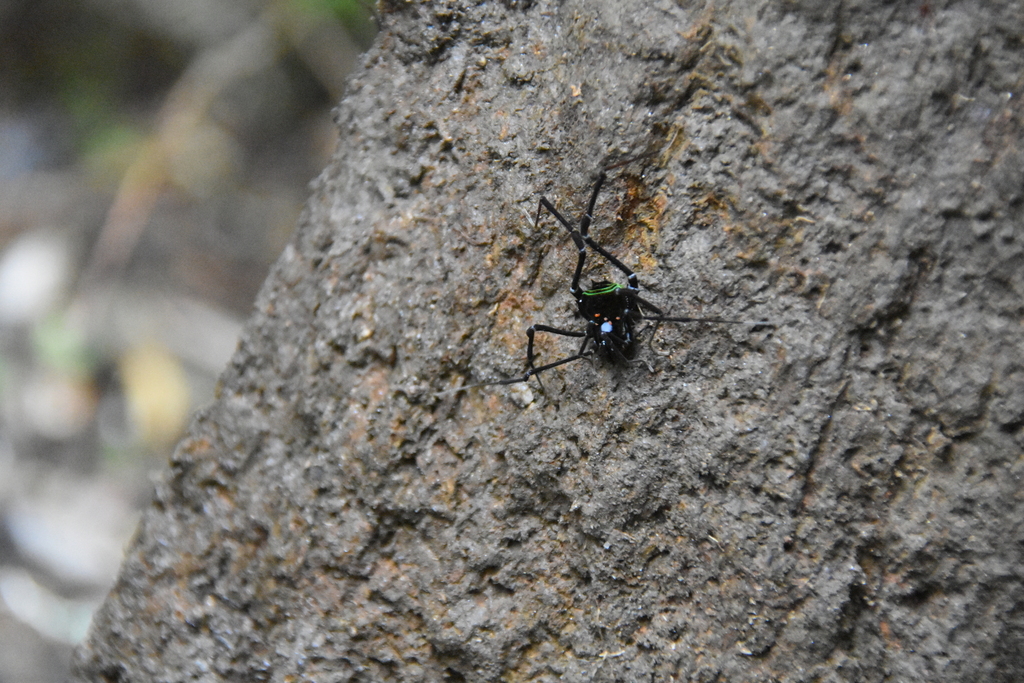 Sadocus polyacanthus from Valdivia Province, Los Ríos, Chile on ...