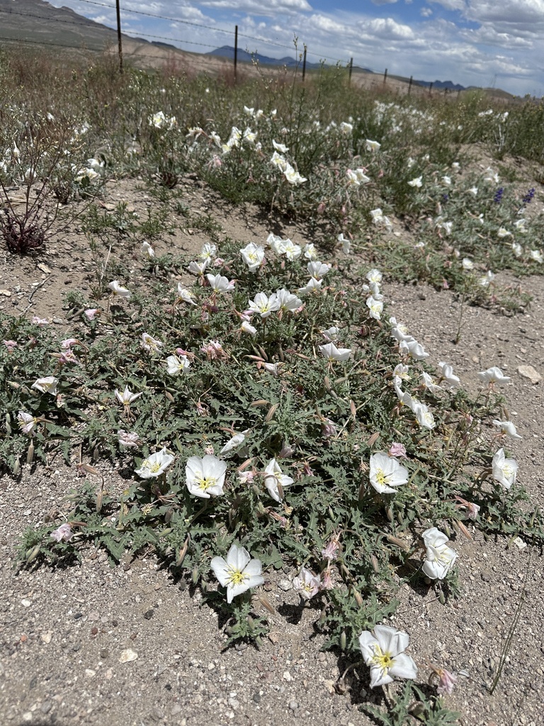 California evening primrose from Lincoln, Nevada, United States on May ...