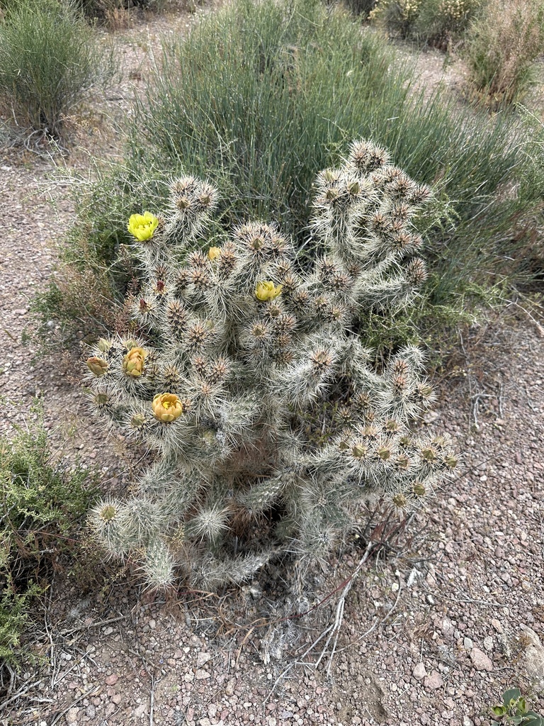 Silver Cholla from Lincoln, Nevada, United States on May 31, 2023 at 01 ...