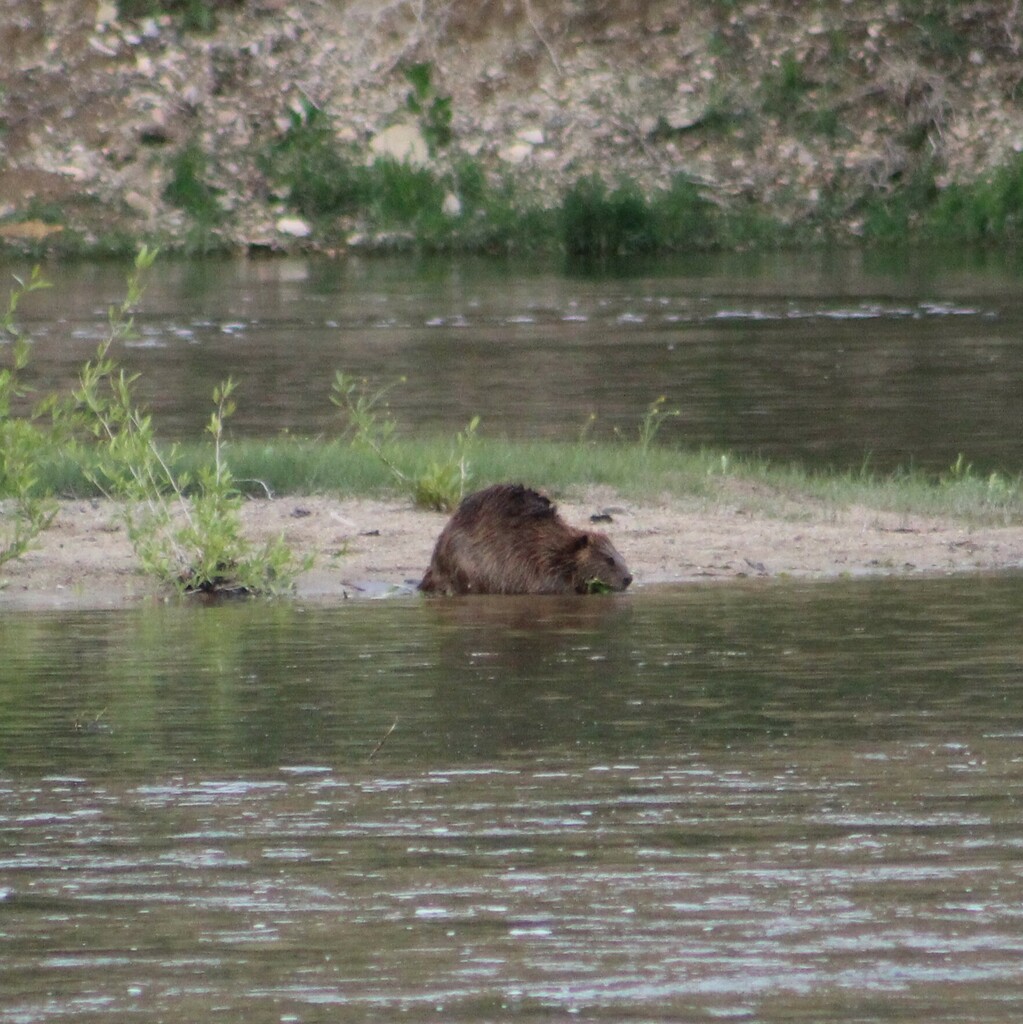 American Beaver from Sweetwater County, WY, USA on June 5, 2023 at 06: ...