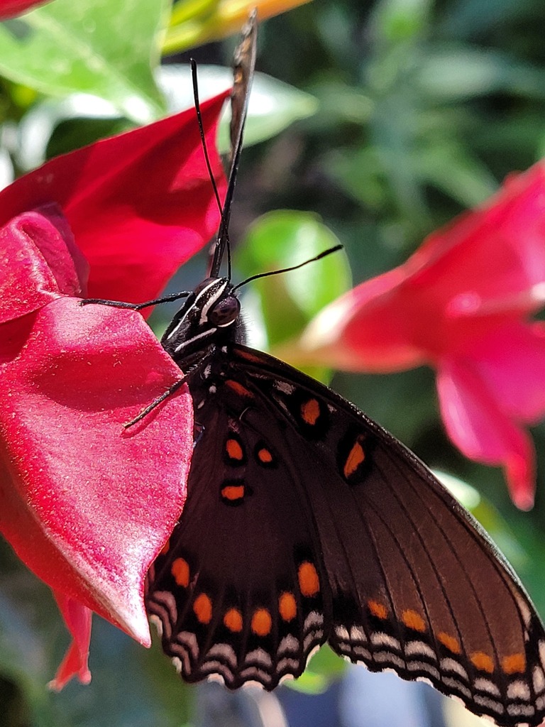 Red-spotted Admiral from Montgomery County, MS, USA on May 30, 2023 at ...