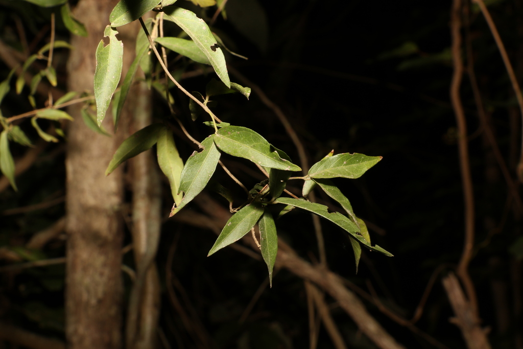 Catclaw vine from Mount Coot-Tha QLD 4066, Australia on June 13, 2023 ...