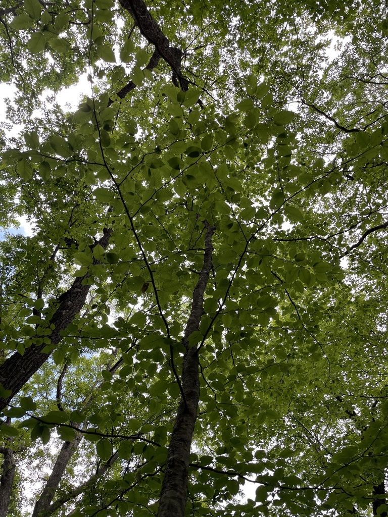 sweet birch from Byron Herbert Reece, Blairsville, GA, US on May 31 ...