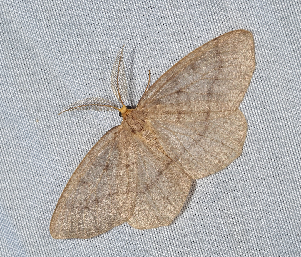 Curved-lined Looper Moth from Garrett County, MD, USA on June 9, 2023 ...