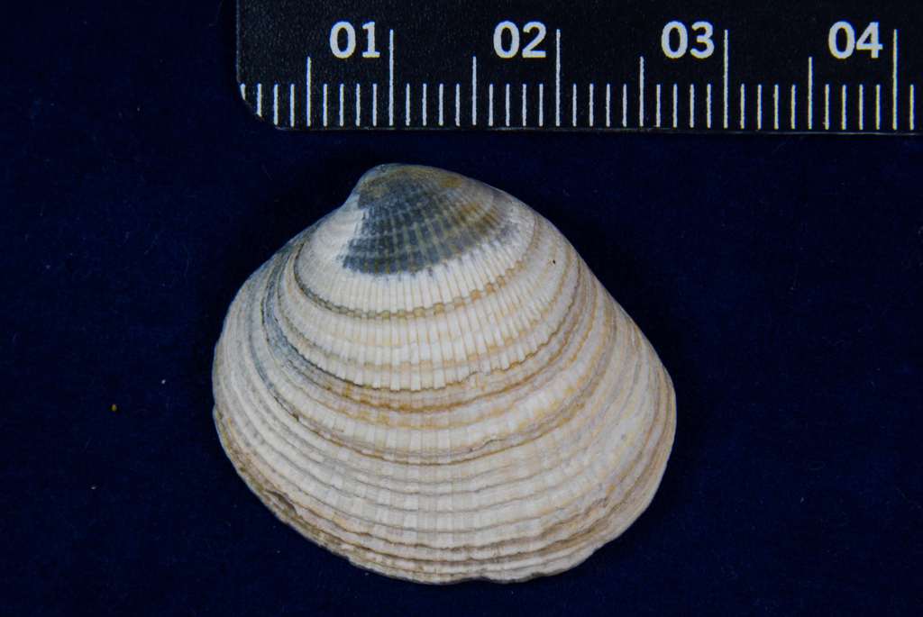 Wavy Chione (China Cove Organisms) · iNaturalist