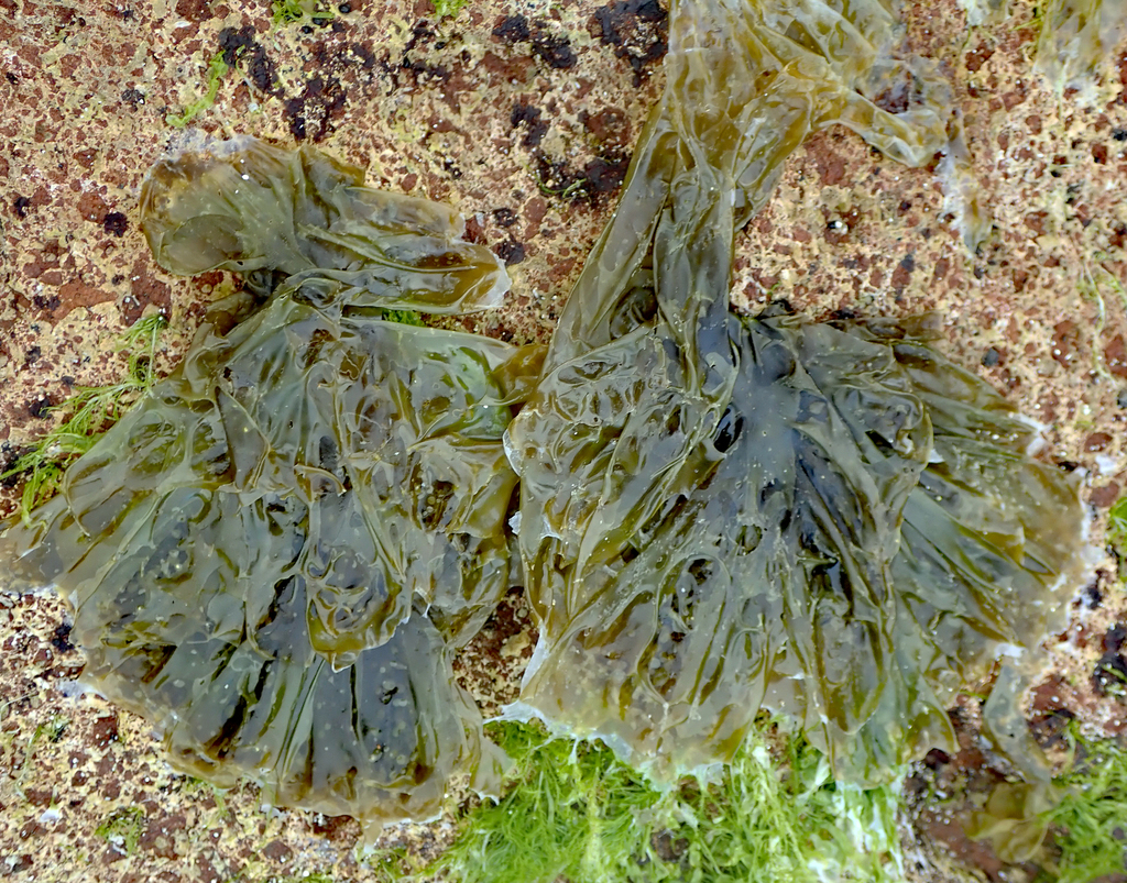 Pyropia plicata from Chatham Islands, Rekohu (Chatham Island), near ...