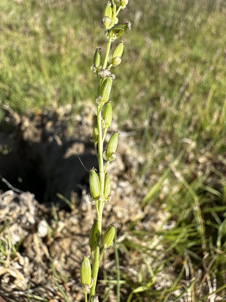 common arrowgrass from Nye, Nevada, United States on June 1, 2023 at 07 ...