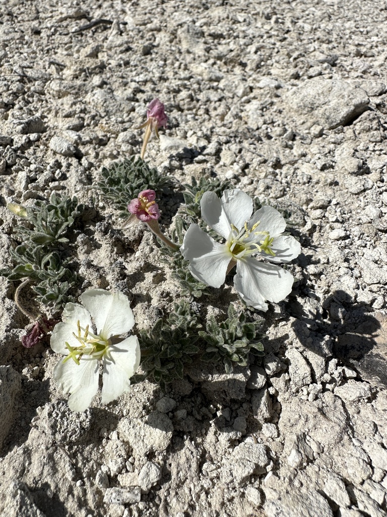 cespitose evening-primrose from Nye, Nevada, United States on June 1 ...