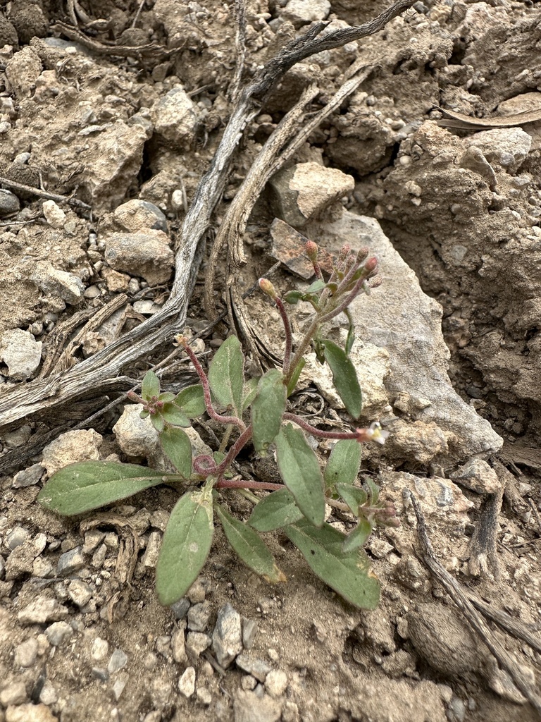 nelson's evening-primrose from White Pine, Nevada, United States on ...
