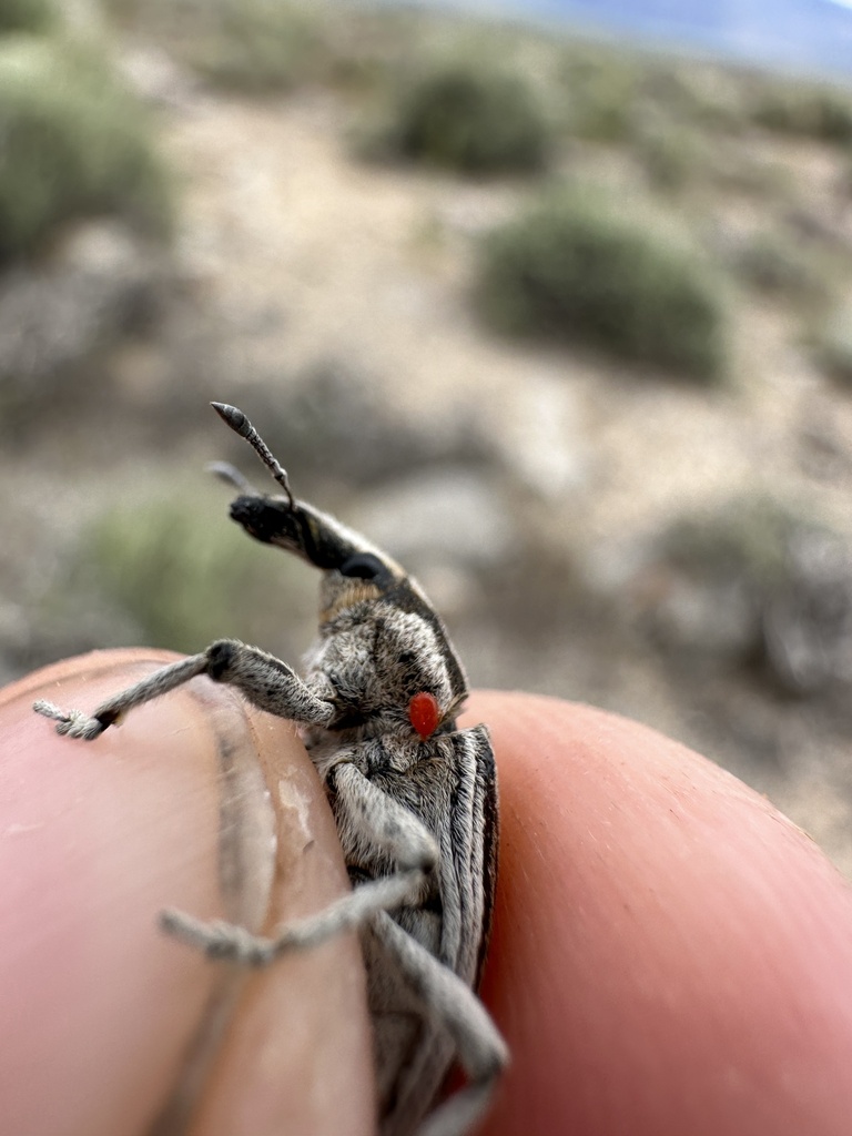 Mites and Ticks from White Pine, Nevada, United States on June 1, 2023 ...
