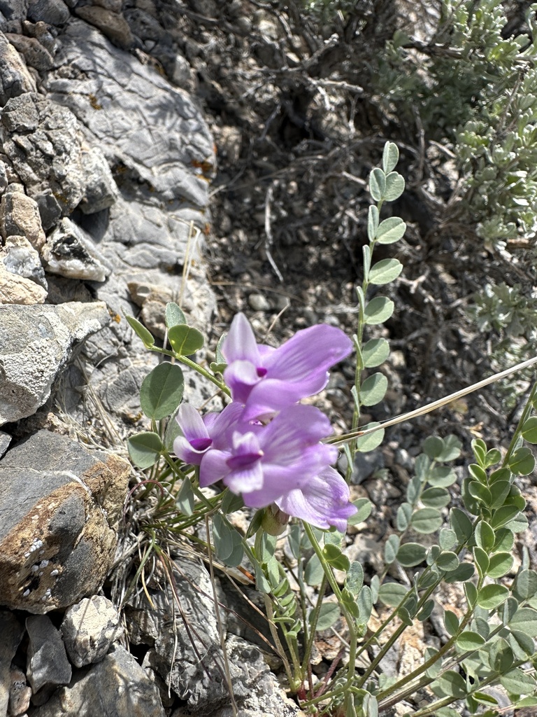 milkvetches from White Pine, Nevada, United States on June 1, 2023 at ...