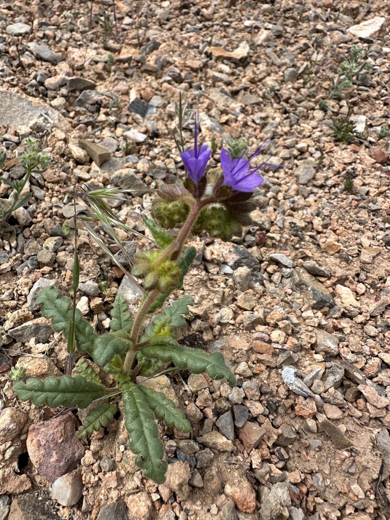 Notch-leaf Scorpionweed from White Pine, Nevada, United States on June ...